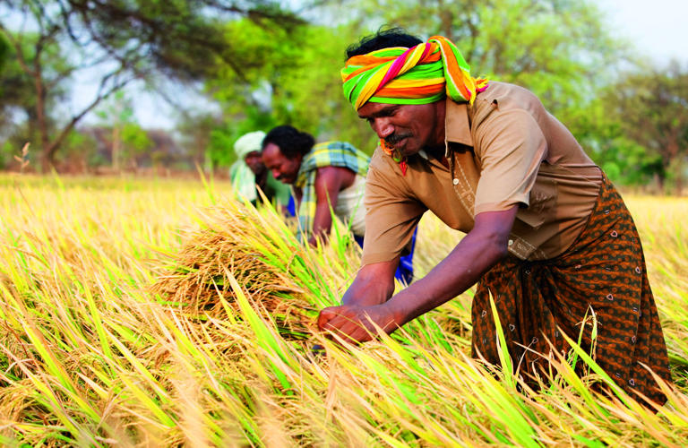 Bayer To Issue First Carbon Credits From Regenerative Farming Practices ...