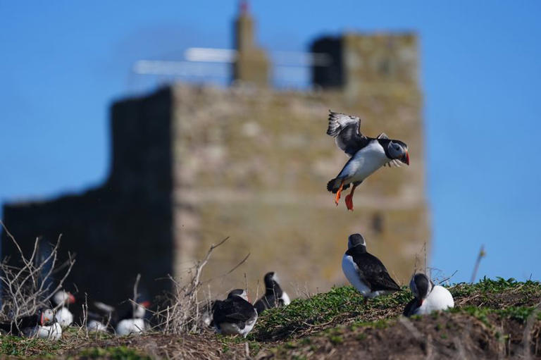 Northumberland S Farne Islands To Feature In Bbc Hidden Treasures