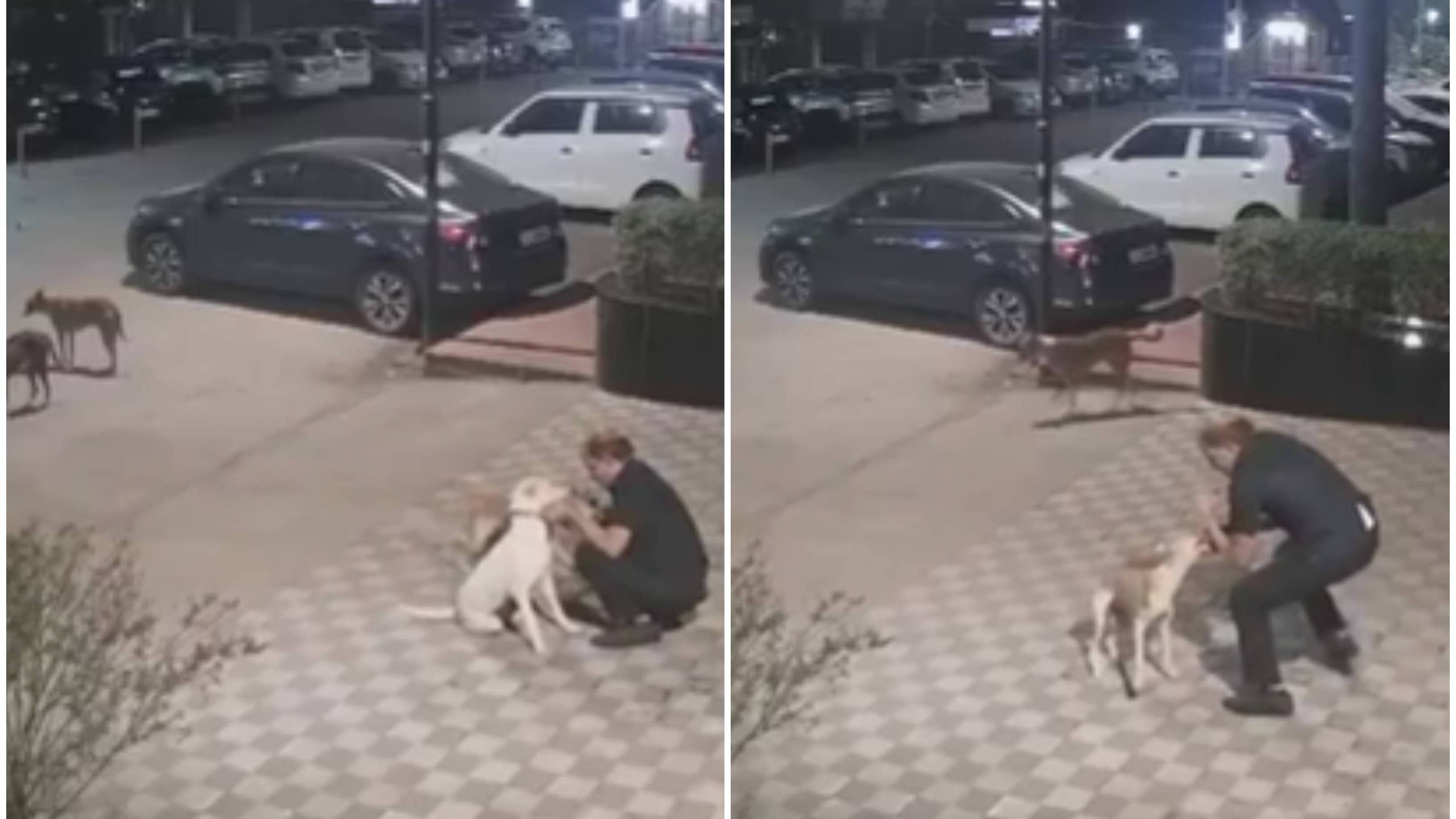 Stray Dog Attacks Elderly Security Guard at Society Gate, Disturbing ...