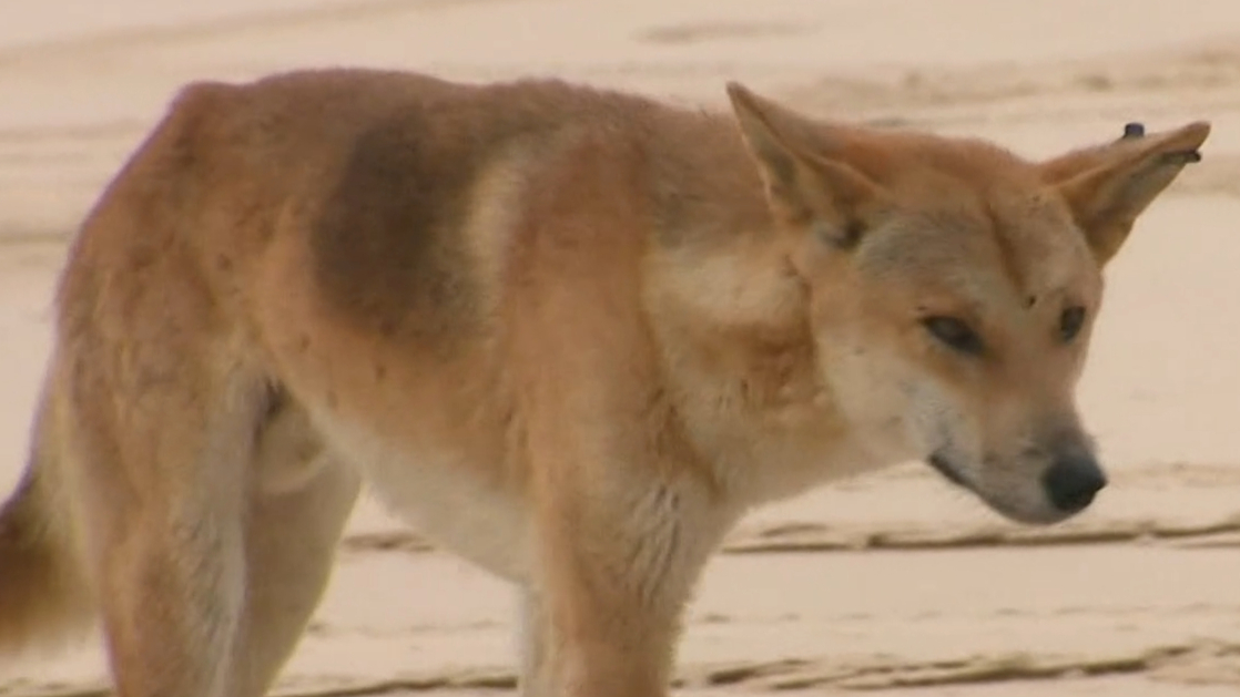 Three women injured in dingo attack on Queensland's K'gari