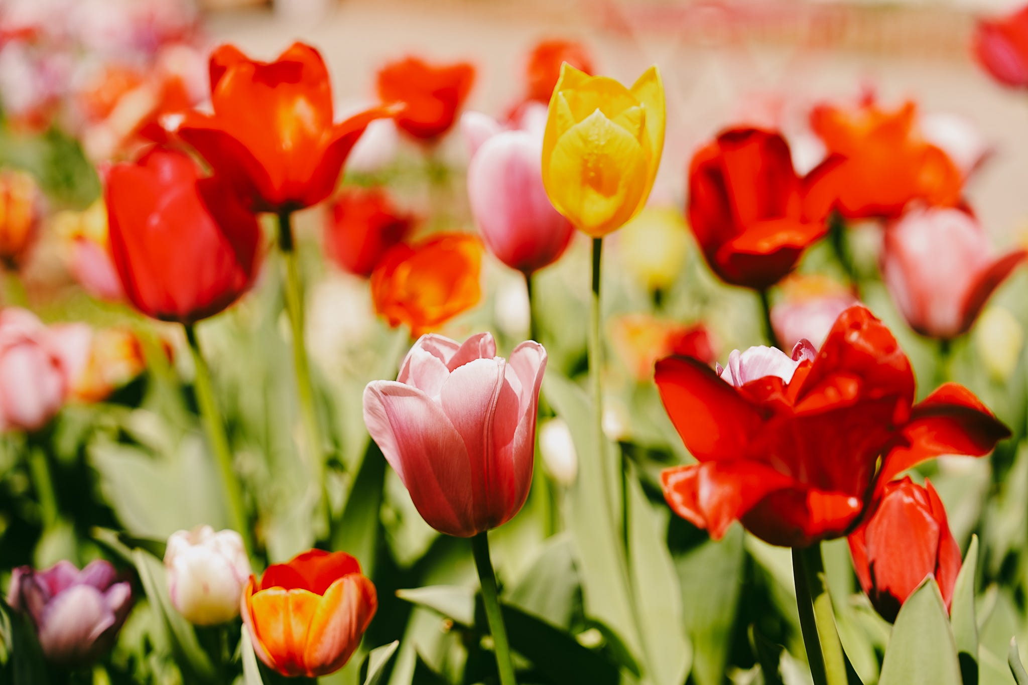 What's blooming? Thousands and thousands of tulips at Dixon Gallery & Gardens in Memphis