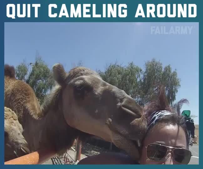 Camel Fails