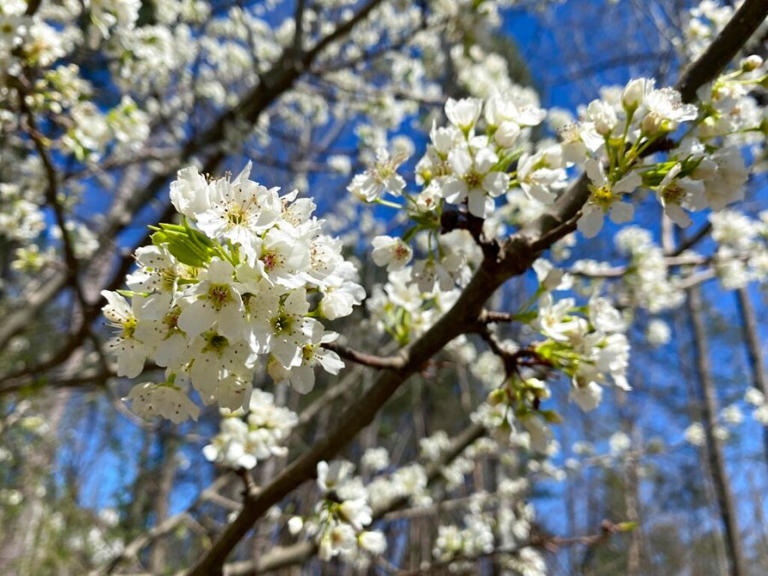 Smell something fishy? It may be this invasive tree that’s blooming in Ohio