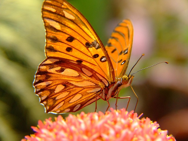 UK butterfly populations in crisis amidst human impact