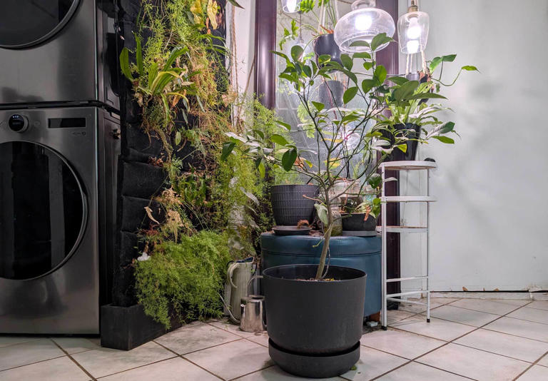 You Can Grow a Mini Fruit Tree on Your Patio