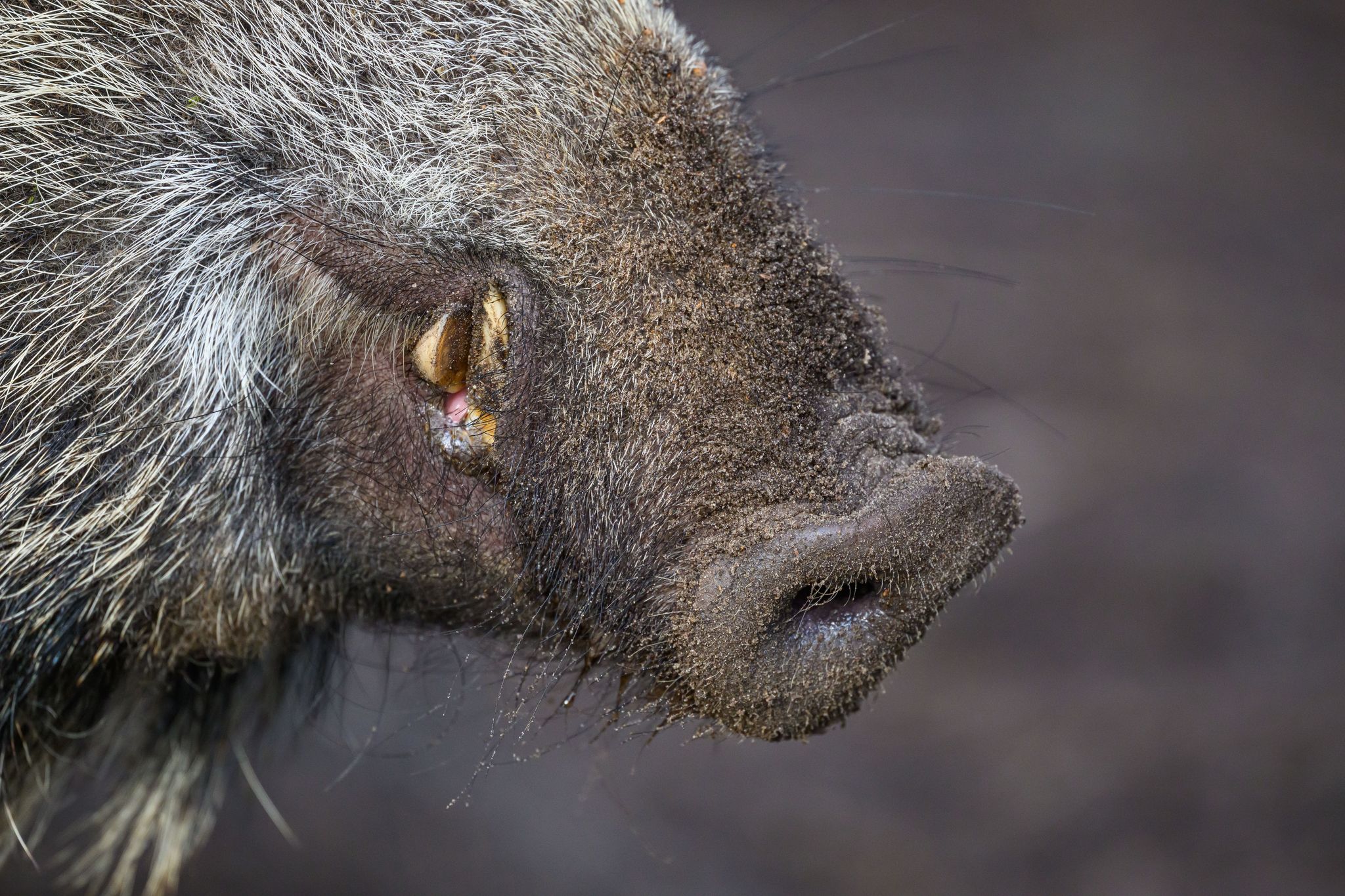 Mehr Schwarzwild erlegen als Vorbeugung gegen Schweinepest