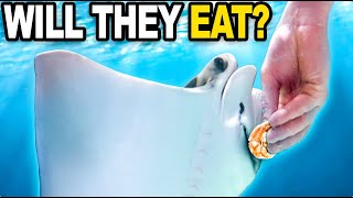 I fed my new stingrays for the very first time