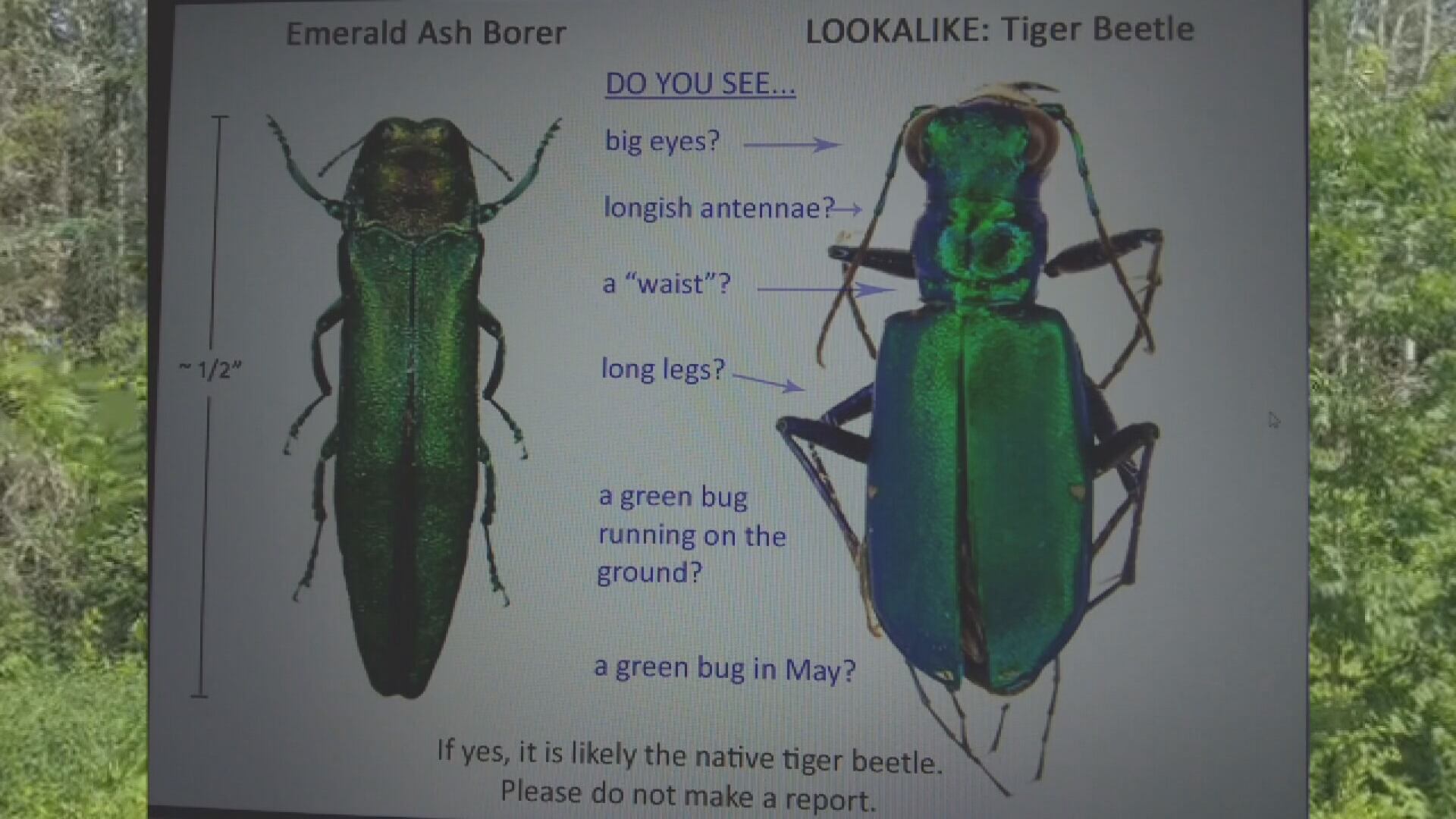 Infestation of emerald ash borer found on Mount Desert Island