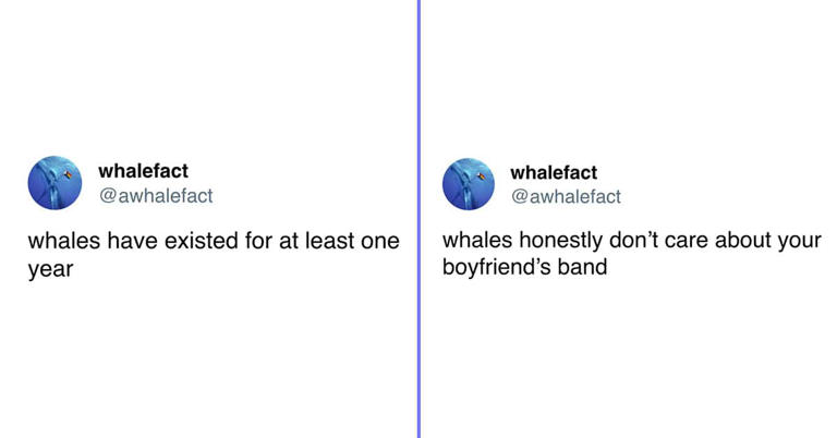 50 Funniest Tweets By "Whale Fact" That Offer Satirical But Technically ...