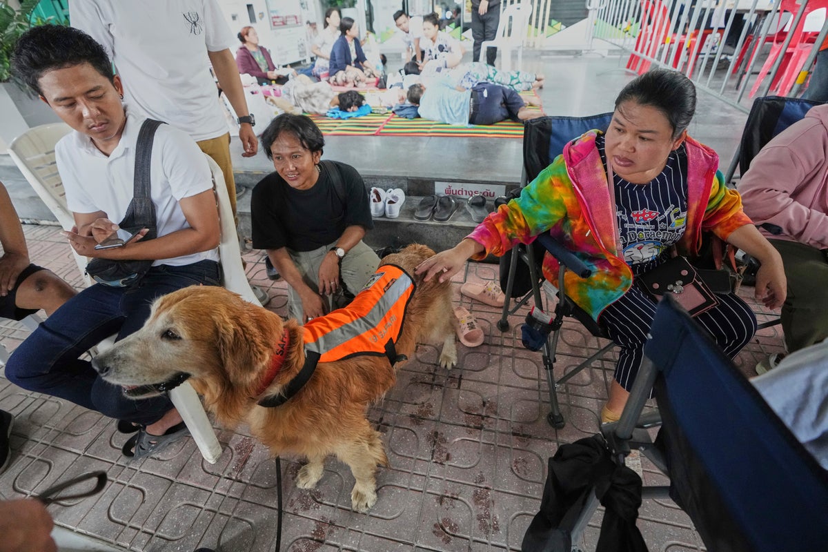 After Thailand quake, rescue dogs provide solace to searching families