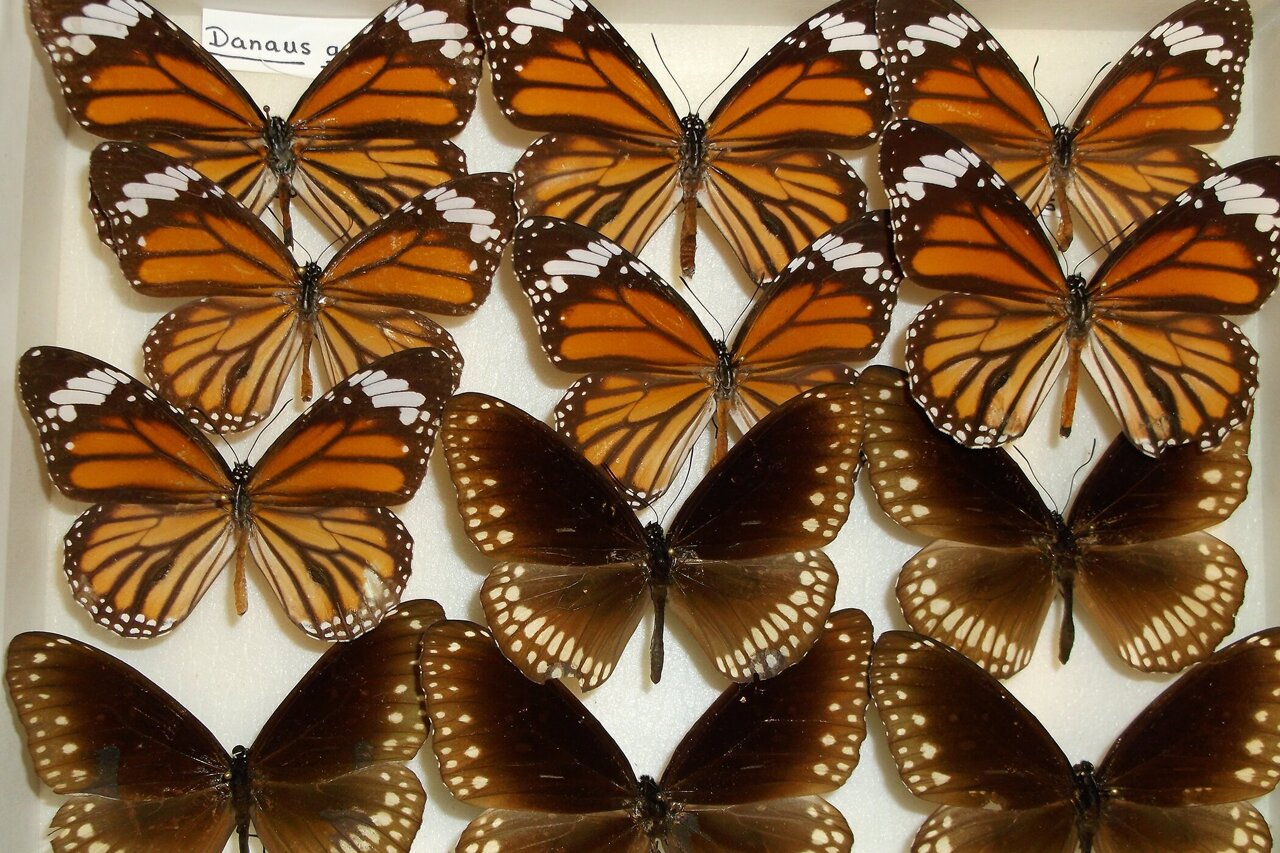 Museum collections reveal worldwide spread of butterfly disease