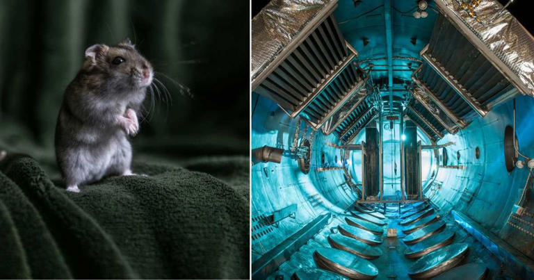 NASA Conducts Experiment on Mice by Sending Them to ISS to Study Bone ...