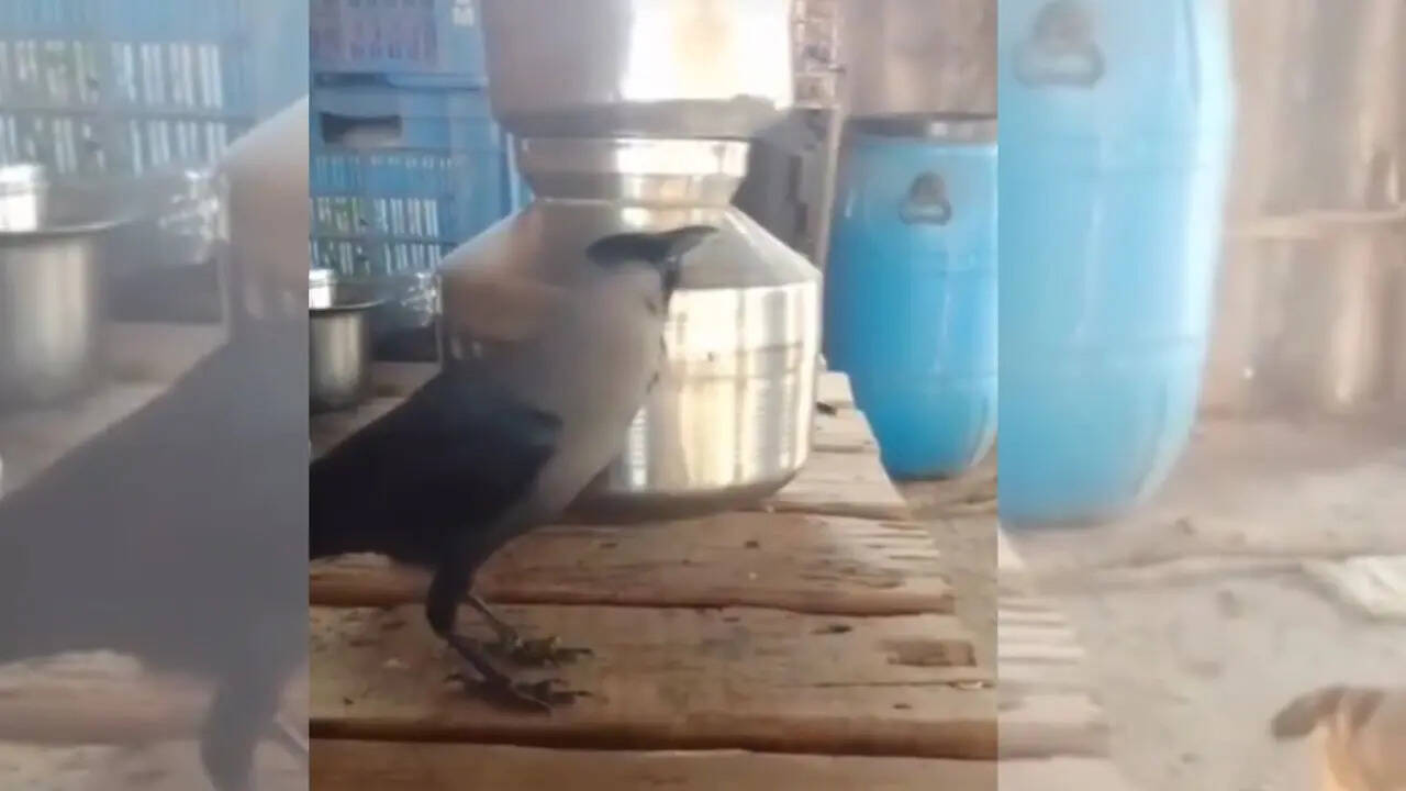 'Unbelievable': Crow Talks Like Humans After Living With Them, Says ...