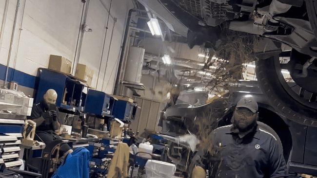 Possum Takes Mechanics by Surprise as It Tumbles Out From Under Car