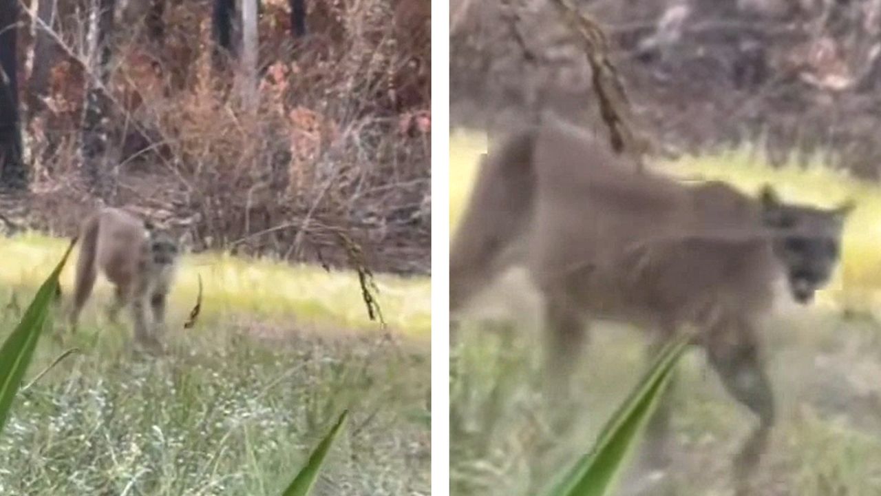 Une rare panthère de Floride filmée en train de feuler