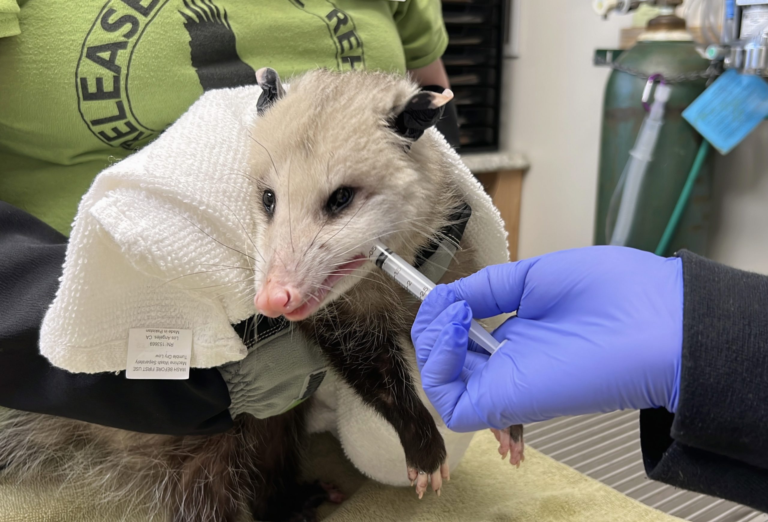 Opossum discovered crossing Bay Bridge now healed, released into the wild