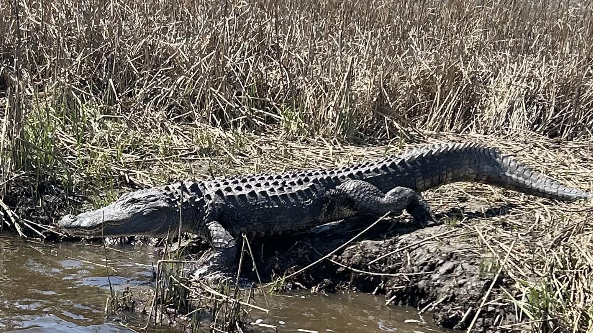 Alligators spotted in Brunswick Co., NC