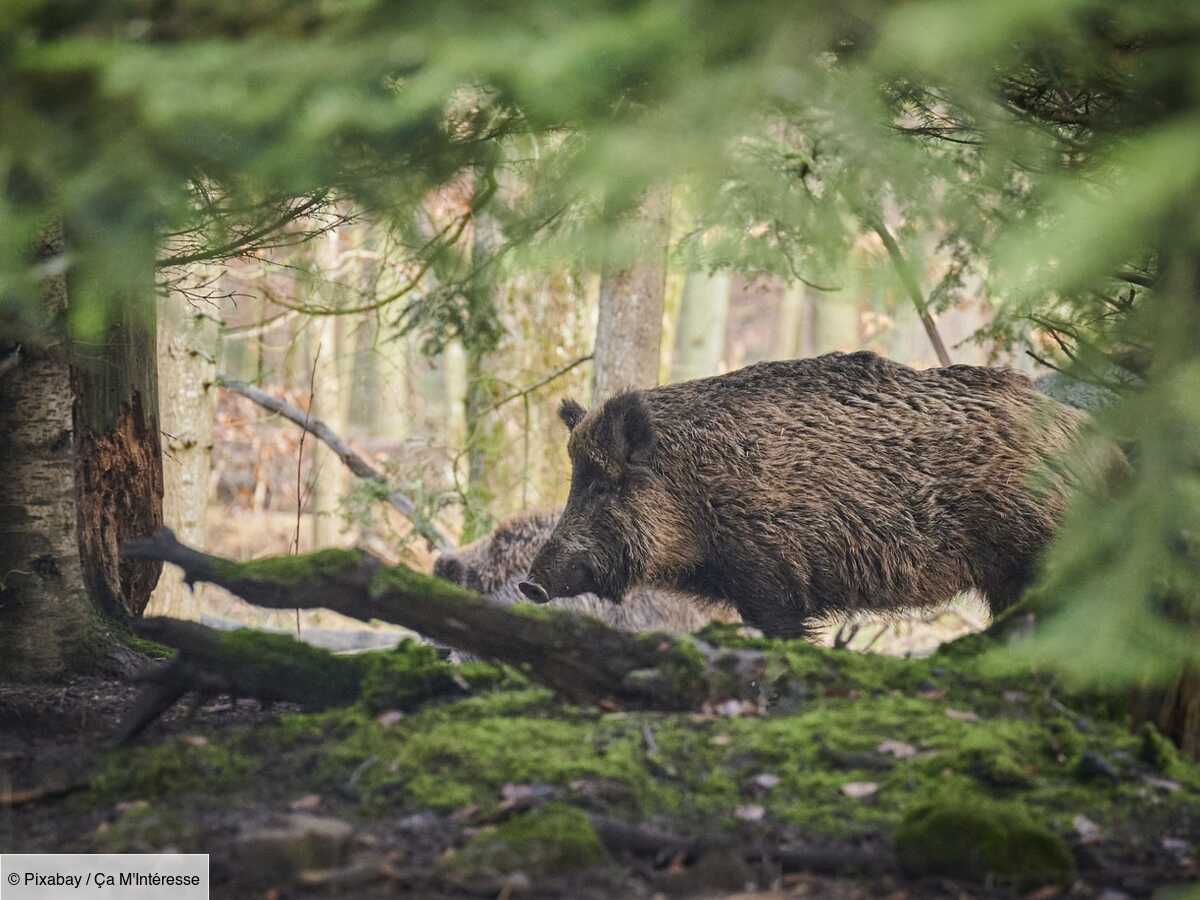 ESOD : quels sont ces animaux nuisibles chassés toute l’année