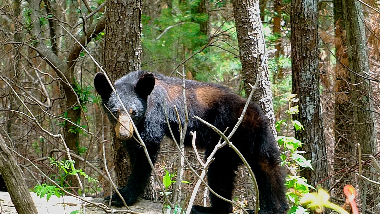 Bearly awake and already hungry: Georgia officials issue black bear warning