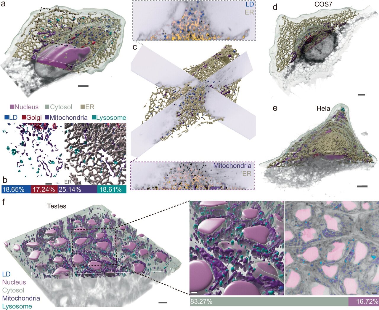 Super-resolution imaging technology reveals inner workings of living cells