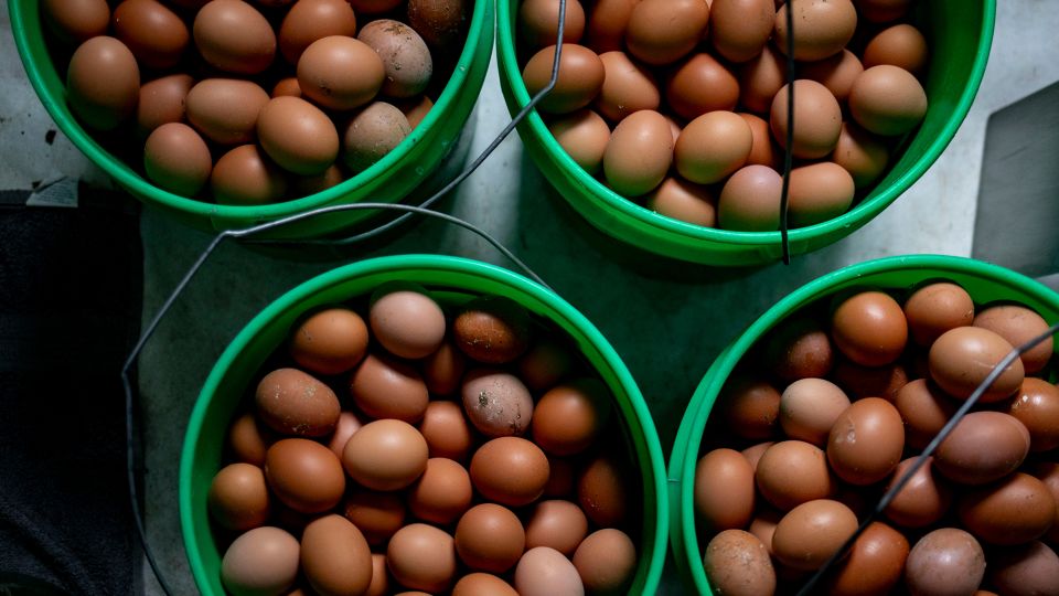 Egg prices are falling. But there’s a catch
