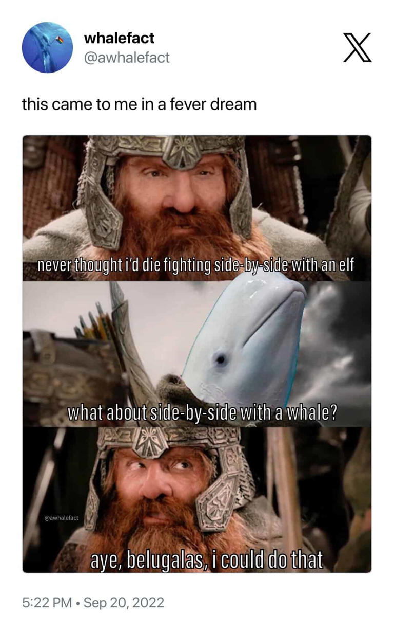 50 Funniest Tweets By "Whale Fact" That Offer Satirical But Technically ...