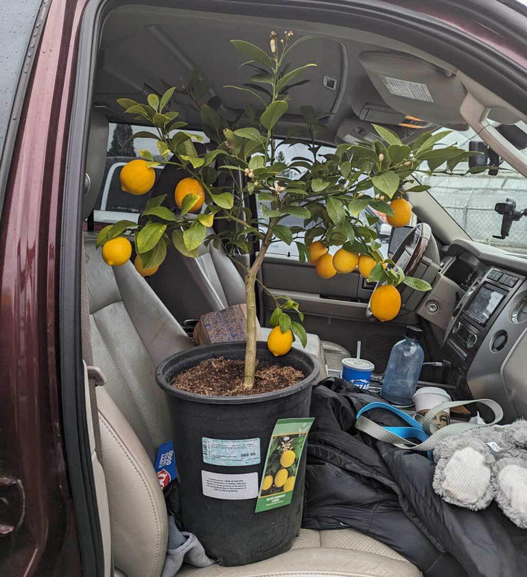 You Can Grow a Mini Fruit Tree on Your Patio