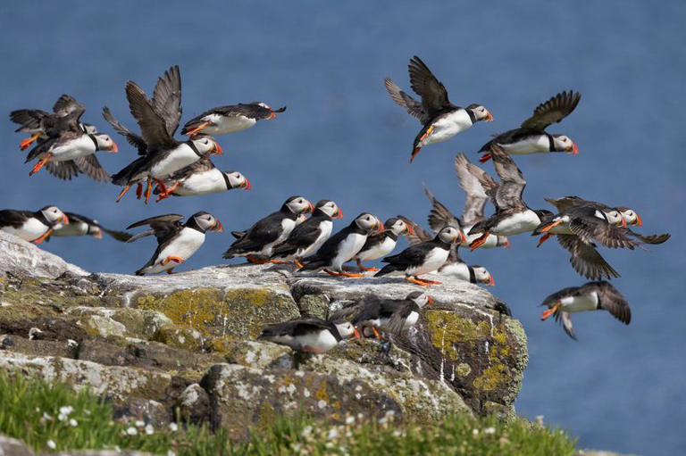 The best places in Scotland to see puffins this spring and summer named ...