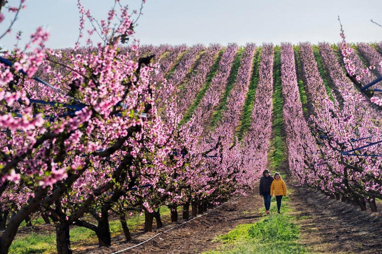 Árboles de flores rojas: guía completa para elegir, cuidar y disfrutar ...