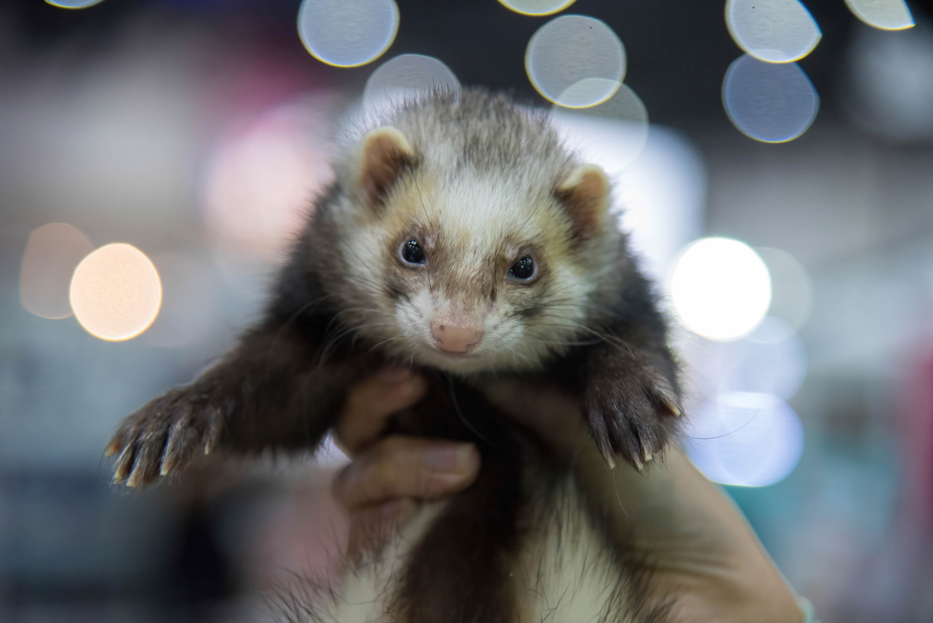 Fantastically fun facts about ferrets