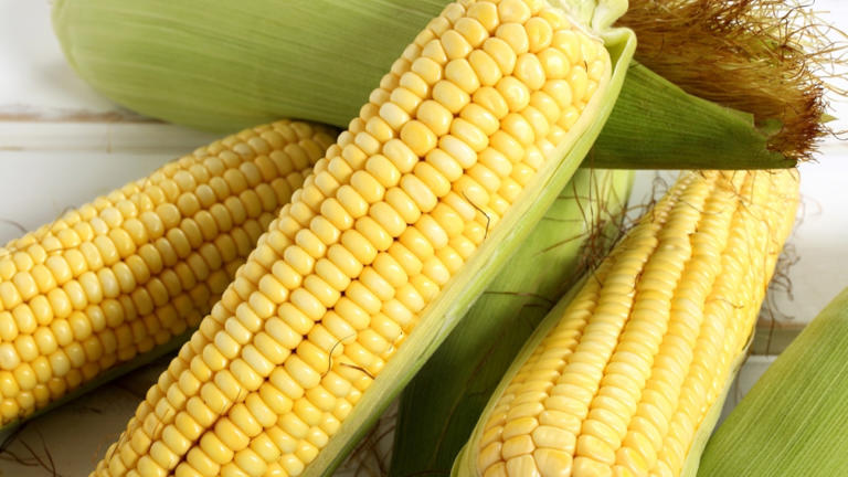 When and How to Grow Sweet Corn in the Home Garden