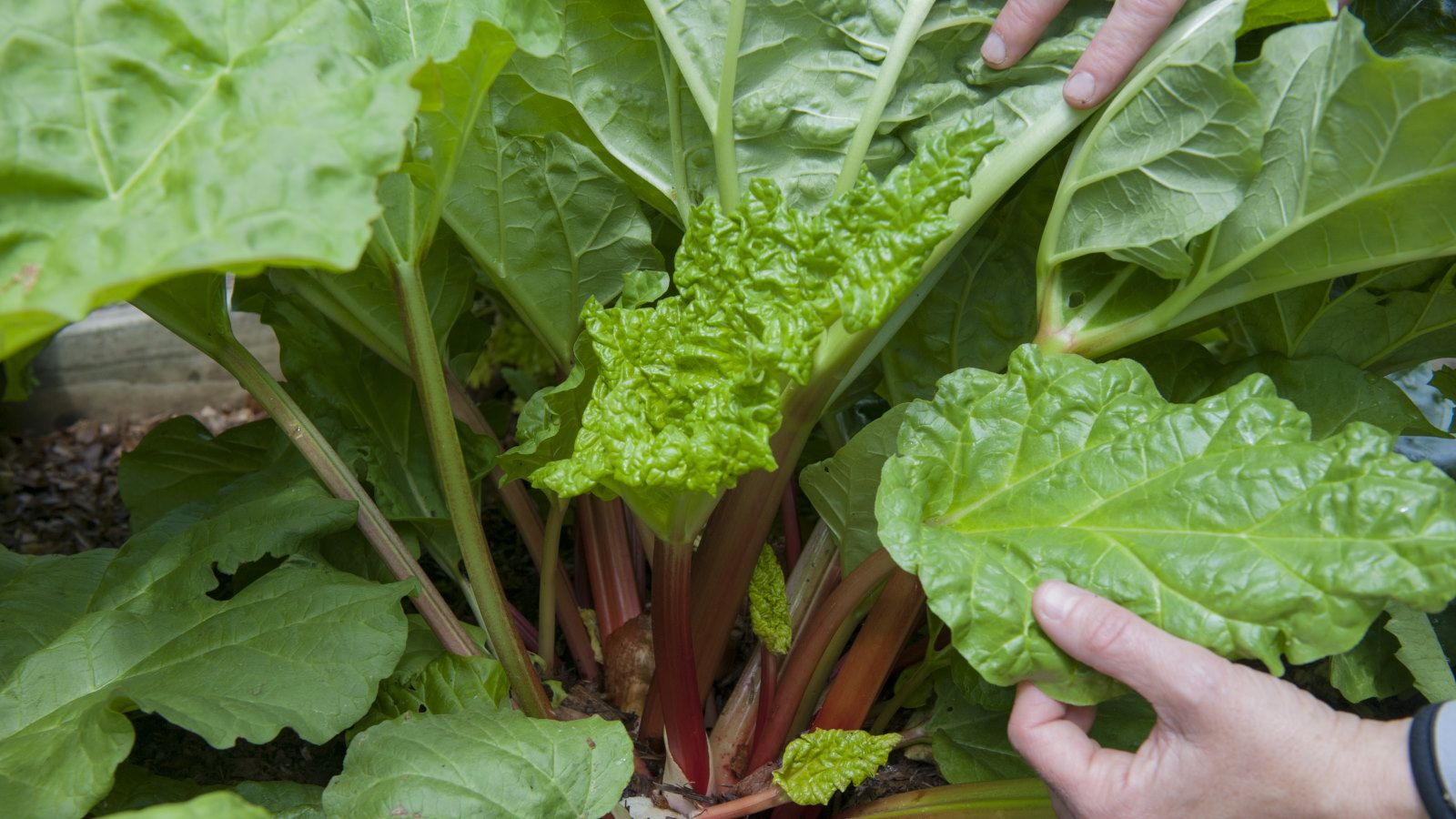 I grew rhubarb from seed for years – here’s exactly how to do it for ...