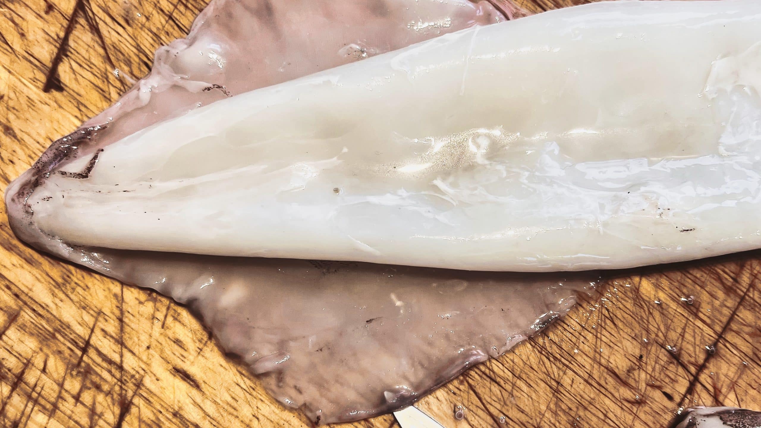 Everything You Need To Know About Squid