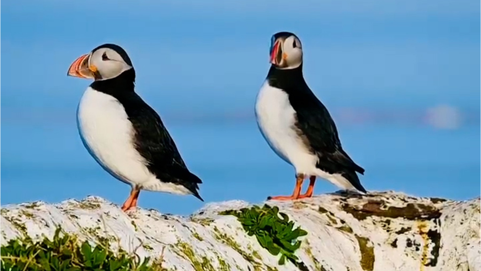 First Puffins Of 2025 Return To Northumberland's Farne Island