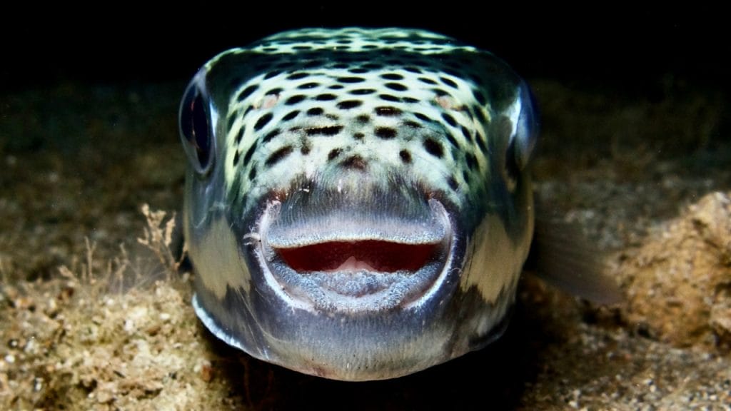 Alerta en el Mediterráneo por este peligroso pez capaz de arrancar dedos