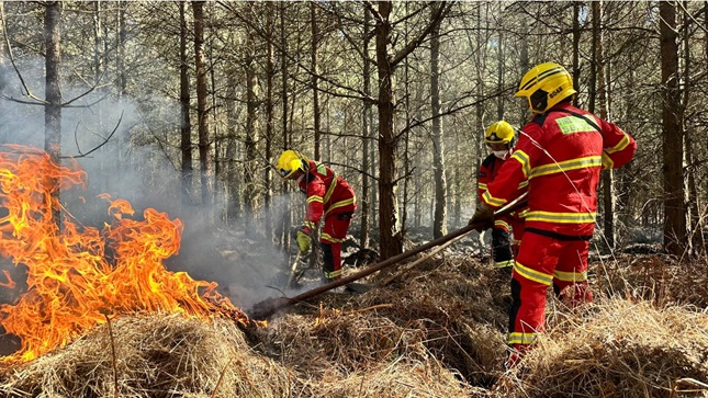 Amber wildfire alert issued at Moors Valley Country Park as ...