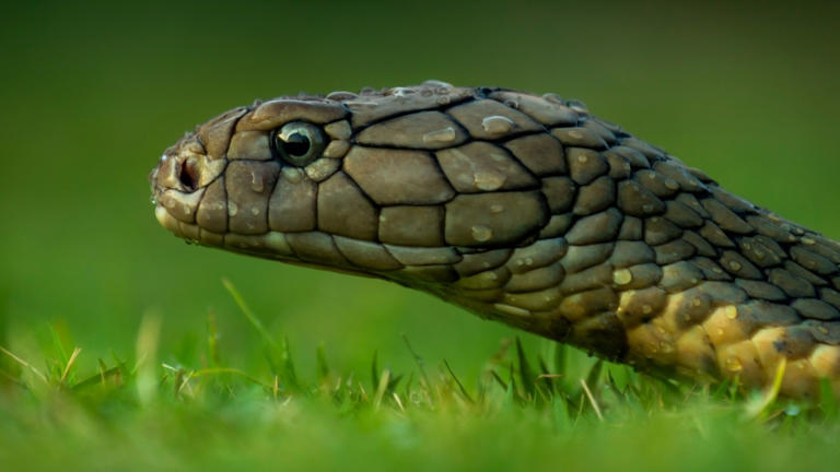 The Snake In Your Mind: What Is ‘Ophidiophobia’?