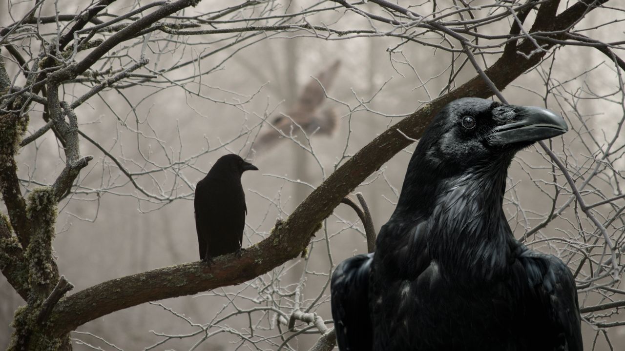 Crows Are Weirdly Smart – Here’s 10 Facts That Prove It