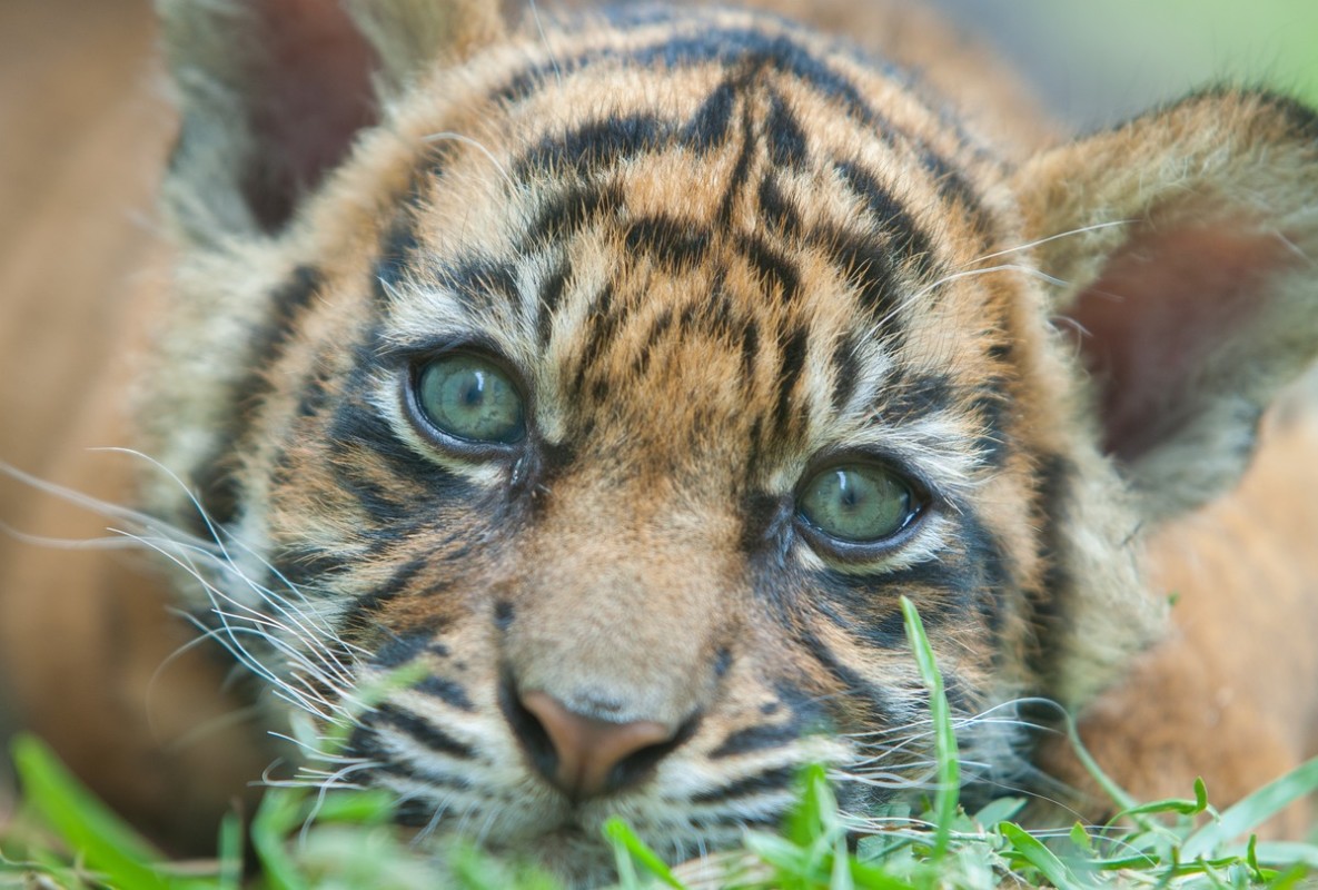 Rare Video of Tiger Cub Getting a 'Health Check' Is So Cute People Can ...