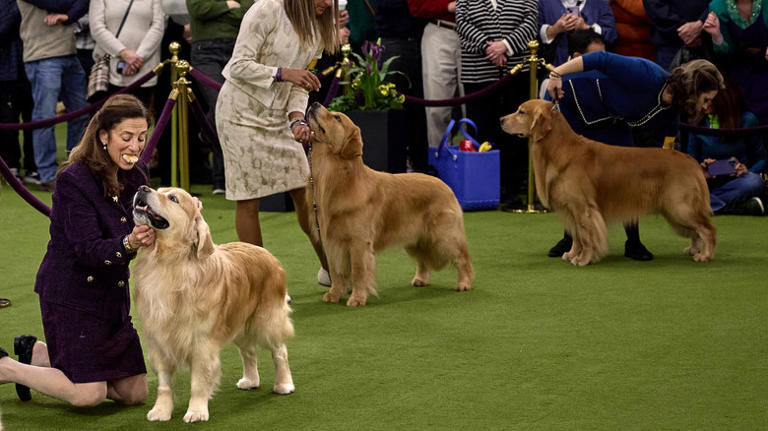 The Biggest Differences Between The Three Golden Retriever Types