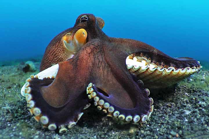 Alienígenas do mar: a fascinante inteligência dos polvos