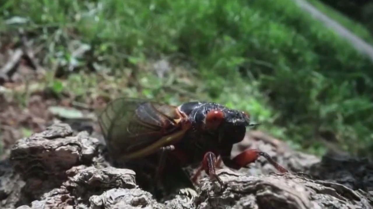 Billions of cicadas coming to Georgia
