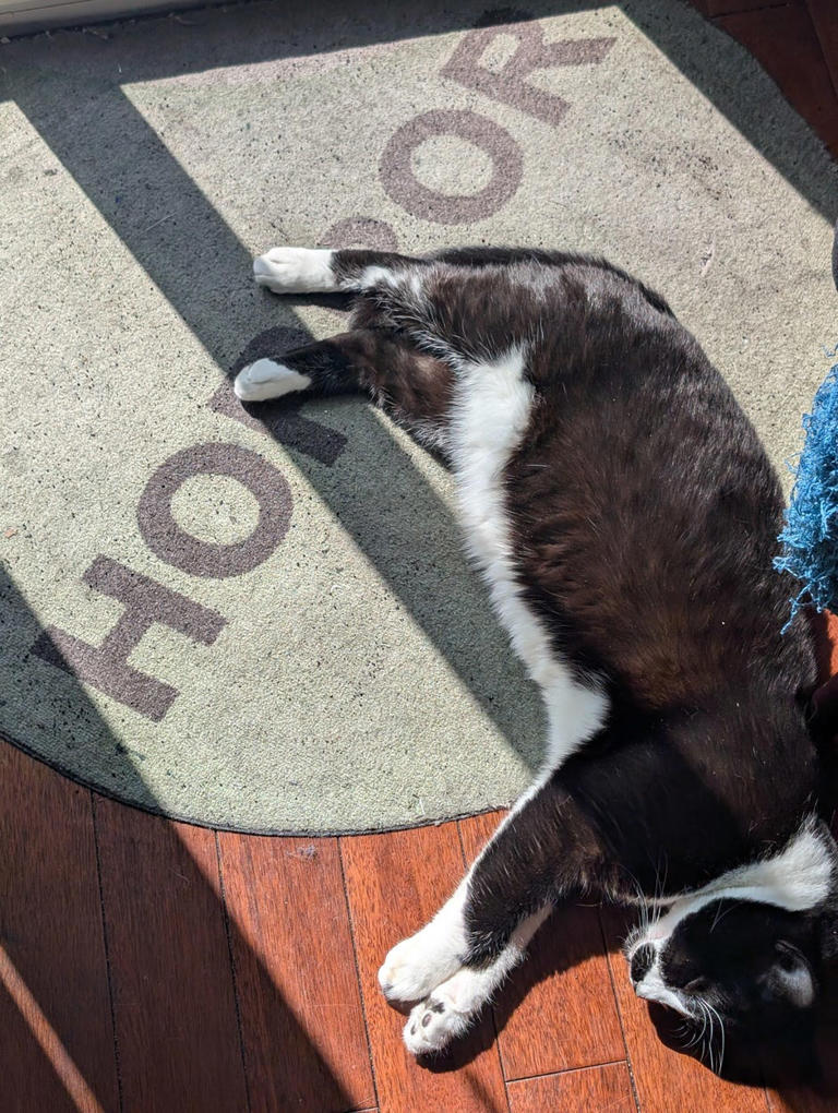 Gemini Live Gives You AI With Eyes, and It's Awesome