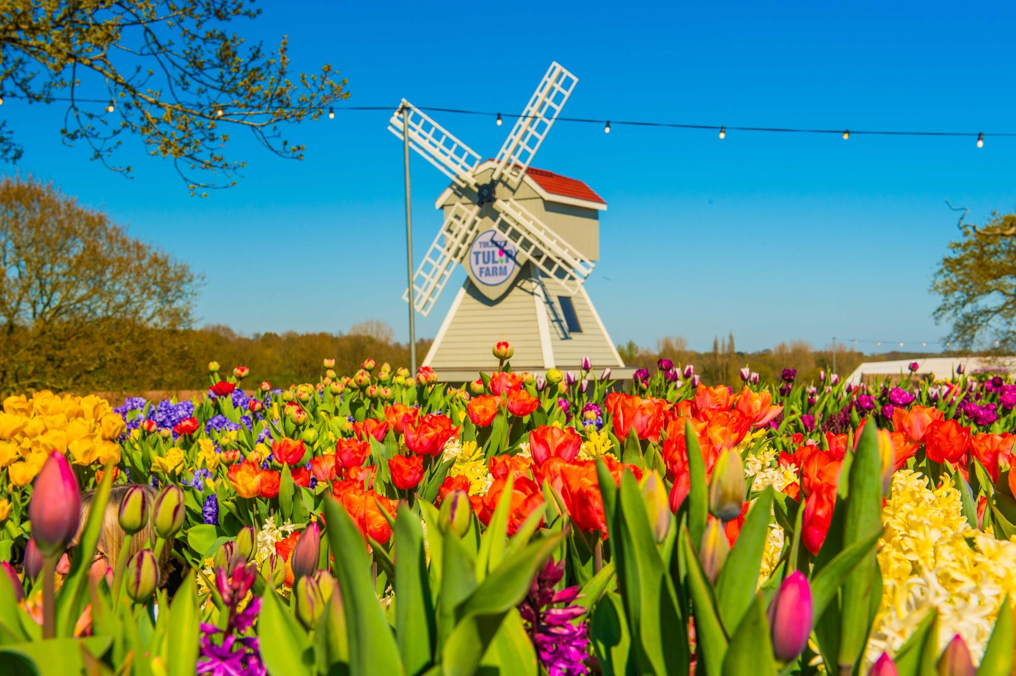 In Pictures: Tulip garden with hundreds of thousands of flowers opens ...
