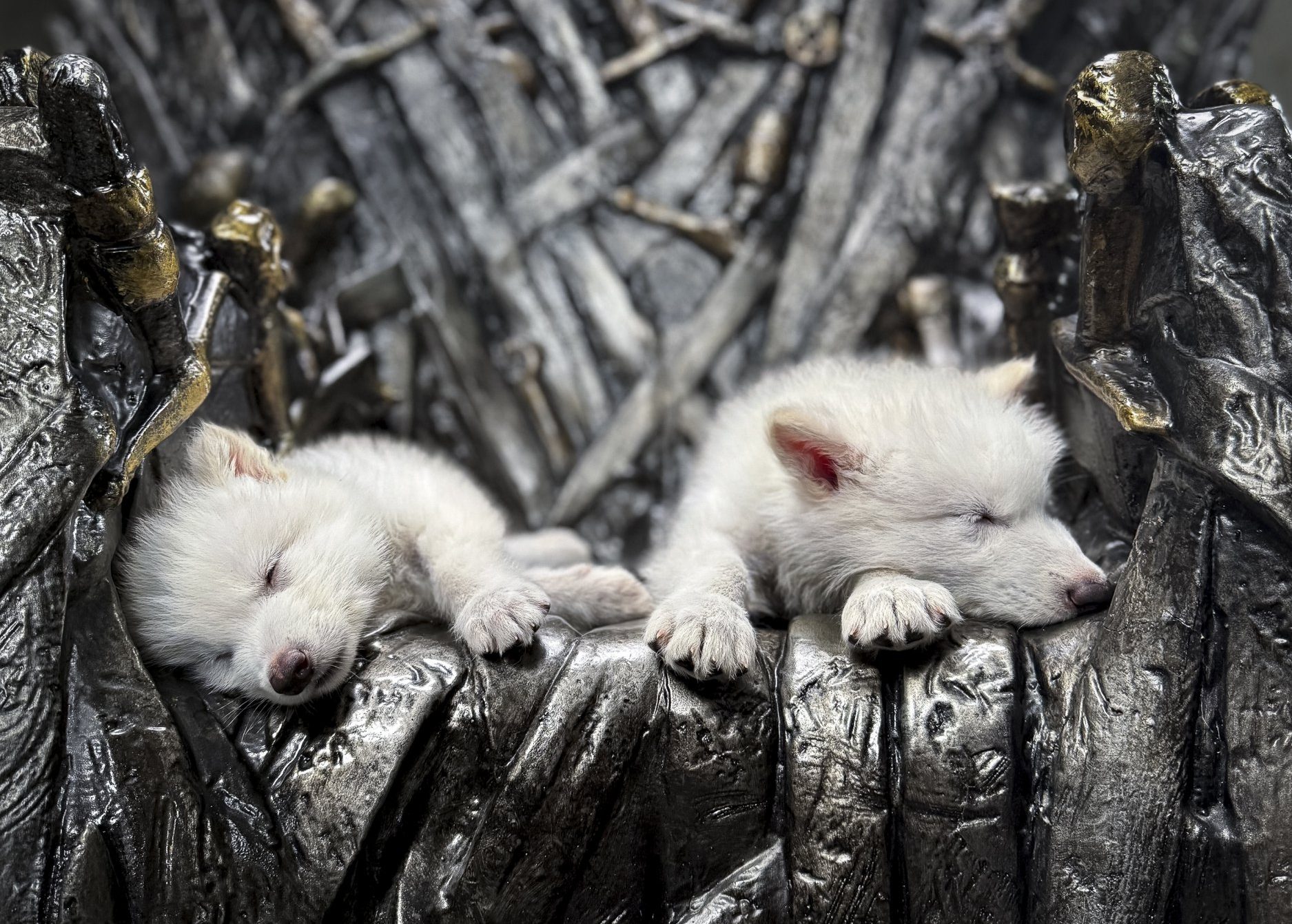 'Mad scientists' hit back at claims their 'de-extinct' dire wolf isn't ...