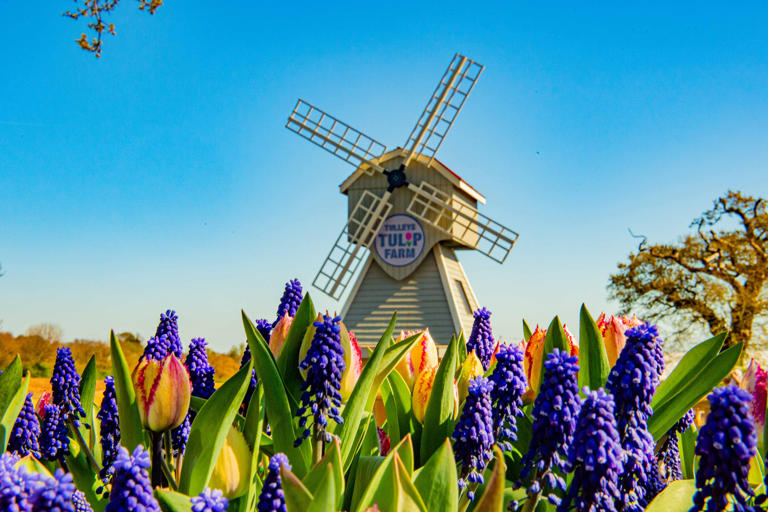 7 lovely tulip festivals to visit this season