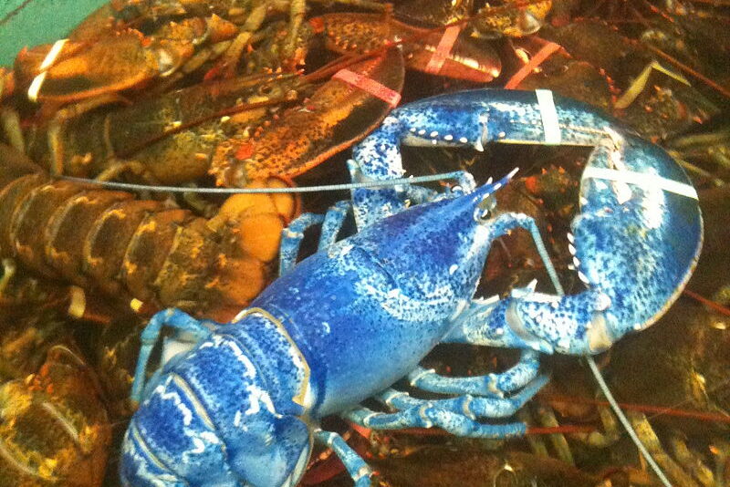 9 Real Mutant Animals Found in Nature