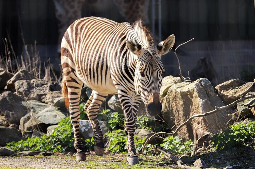 Beloved zebras die together at Paignton Zoo