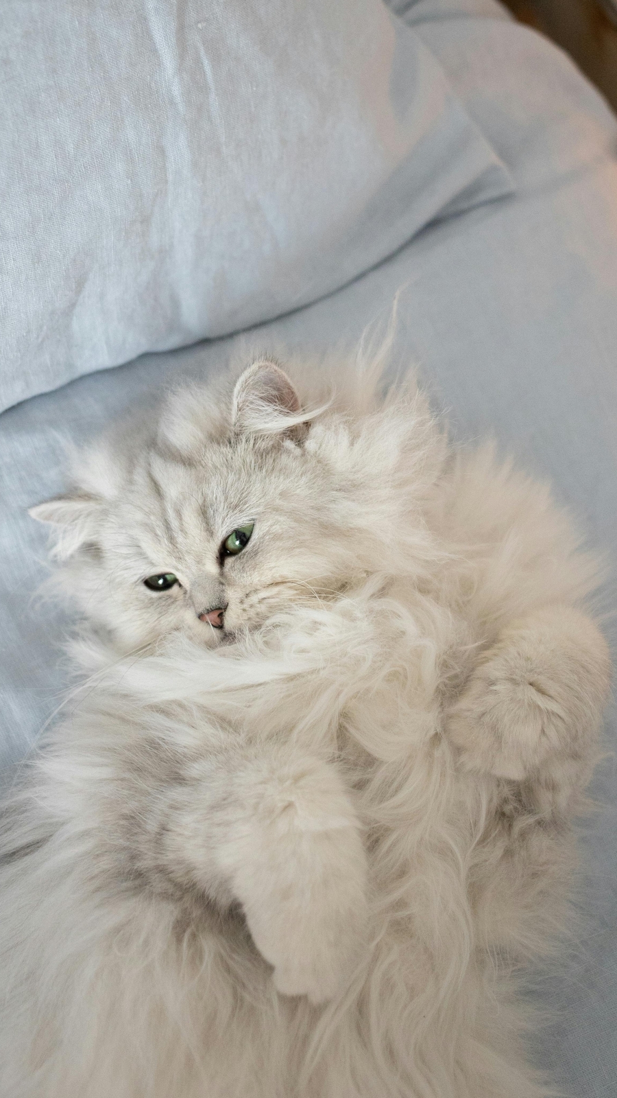 Beautiful cat breeds you'll fall in love with