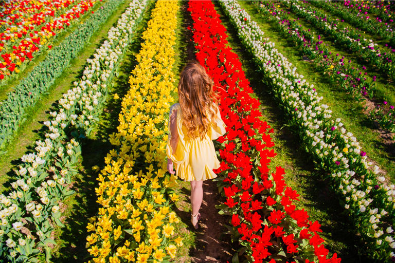 7 lovely tulip festivals to visit this season